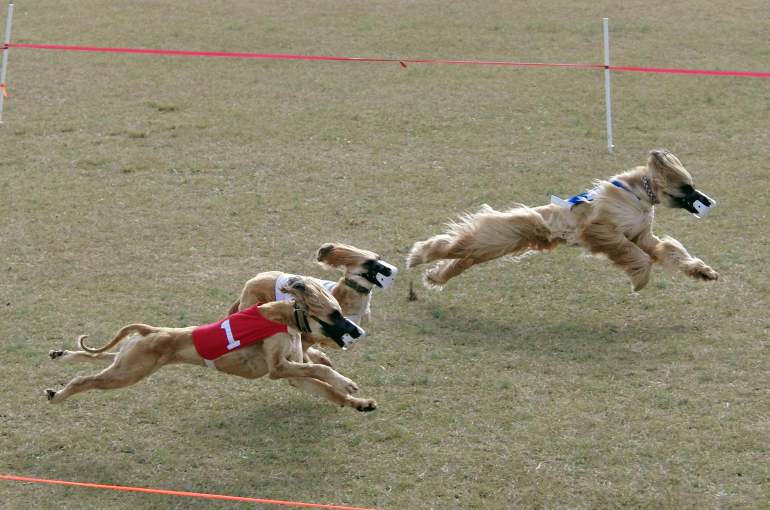GASM LGRA Sighthound Race Meet – Gazehound Association of the Smoky ...